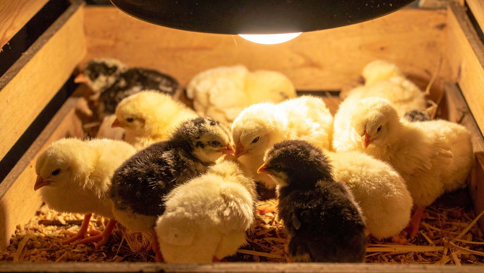 How to Prepare Your Yard Before Bringing Home New Chicks - Thehometrotters